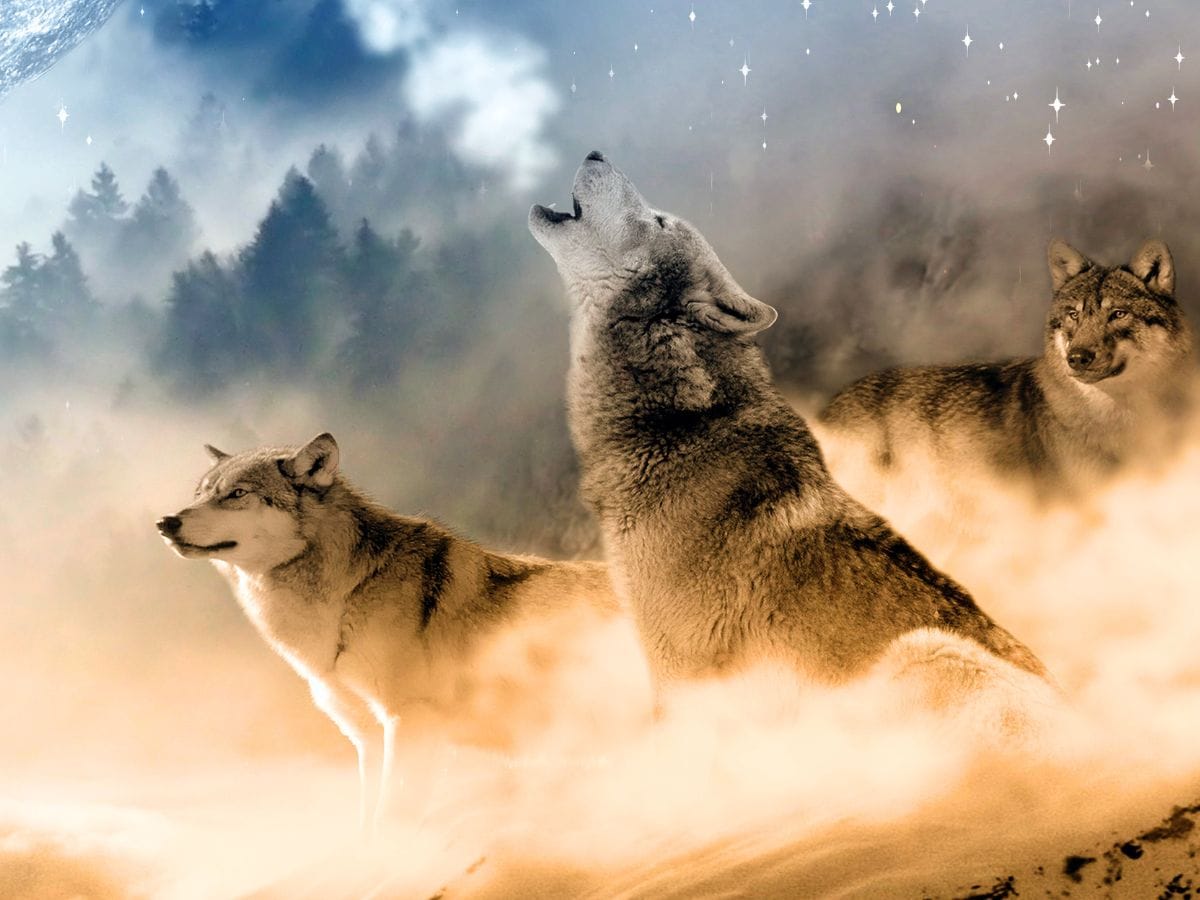 Wolf Pack: आखिर क्यों झुंड में चलते हैं भेड़िये? पूर्णिमा की रात चांद को देख क्यों रोते हैं ...