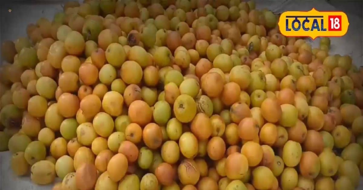 this small fruit found in rajasthan will give relief from insomnia and ...