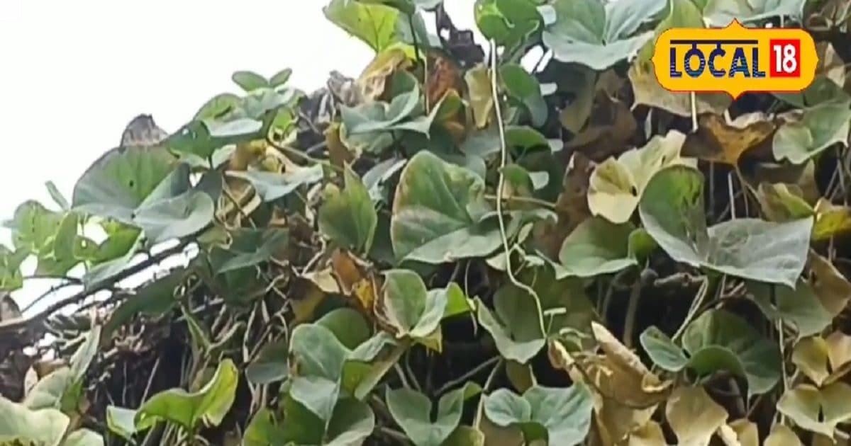 This simple looking creeper is nectar medicine. You will be surprised ...