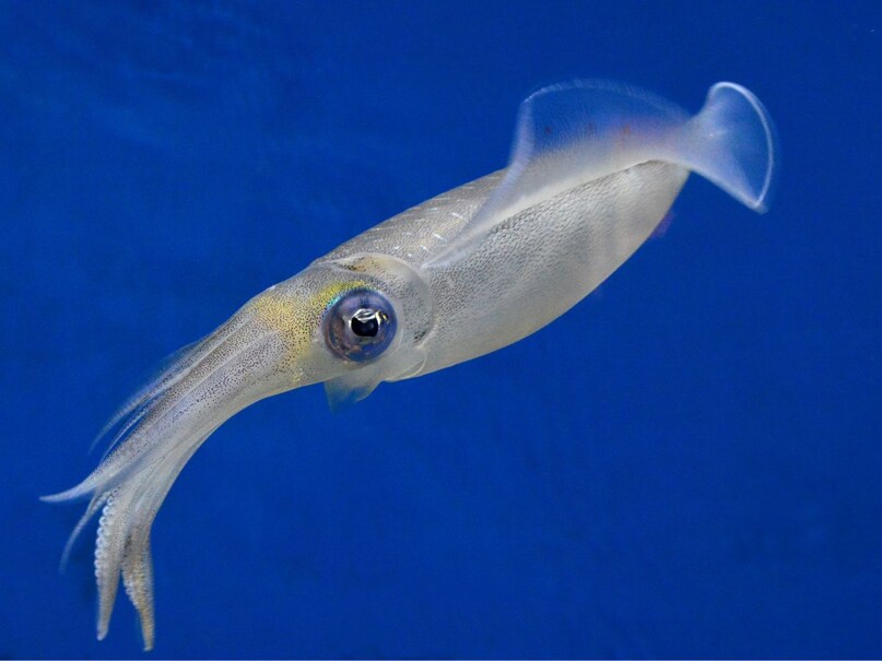 Transparent Animals: जीव जो कभी दिखाई नहीं देते, श‍िकार‍ियों को ऐसे ...