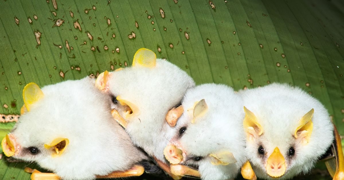 देख‍िए सफेद चमगादड़, रूई के बॉल की तरह आते हैं नजर, देखकर कहेंगे-दुनिया ...