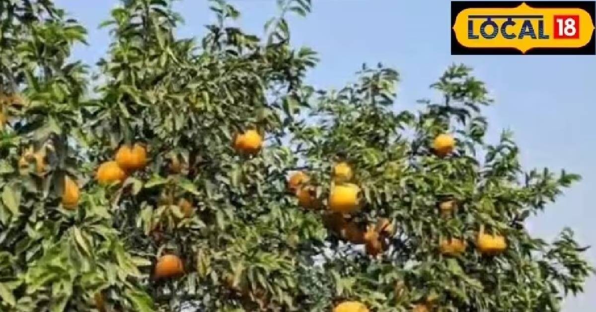 The country's sweetest kinnow is produced in this city of Rajasthan ...