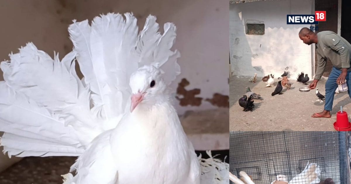 दीवानगी की अनोखी दास्तान: जर्मन ब्रीड के ब्यूटी होमर से लेकर मसकली ...