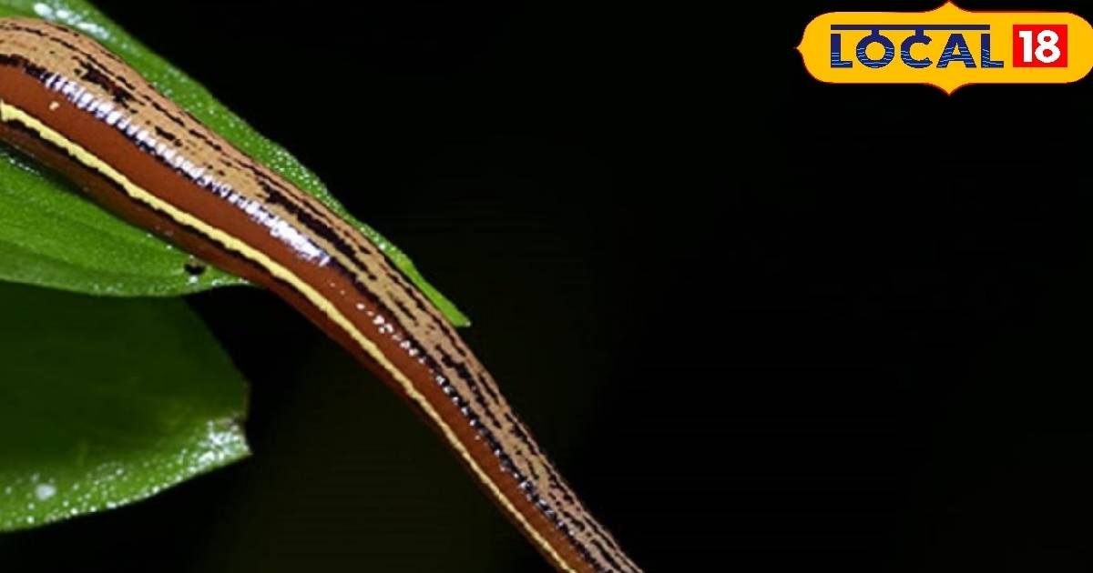 The brain of this creature is divided into 32 parts...there are 10 eyes ...