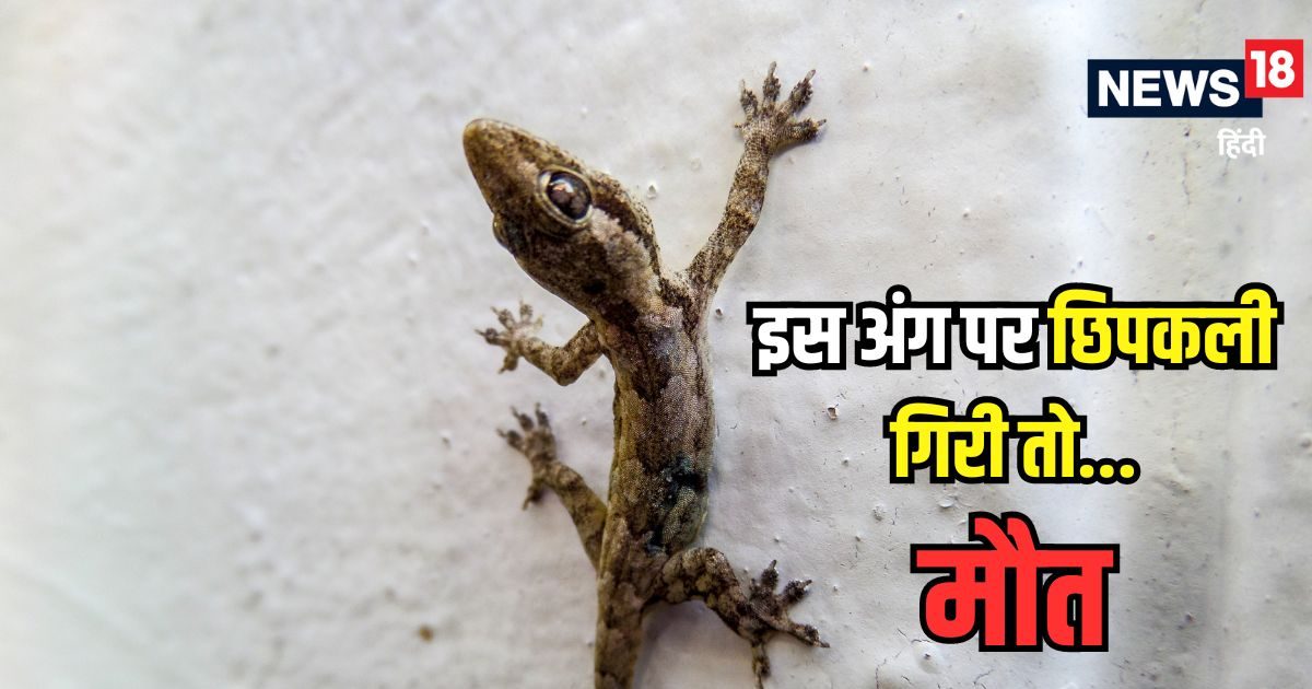 इंसान पर छिपकली गिरने के क्या संकेत? इस अंग पर गिरी तो मृत्यु… जानें ...