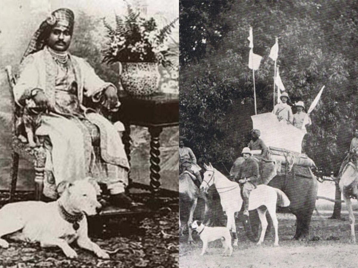 कुत्ते की शादी में 1.5 लाख मेहमान, देश का हर रईस पहुंचा; लुटा दिये ...