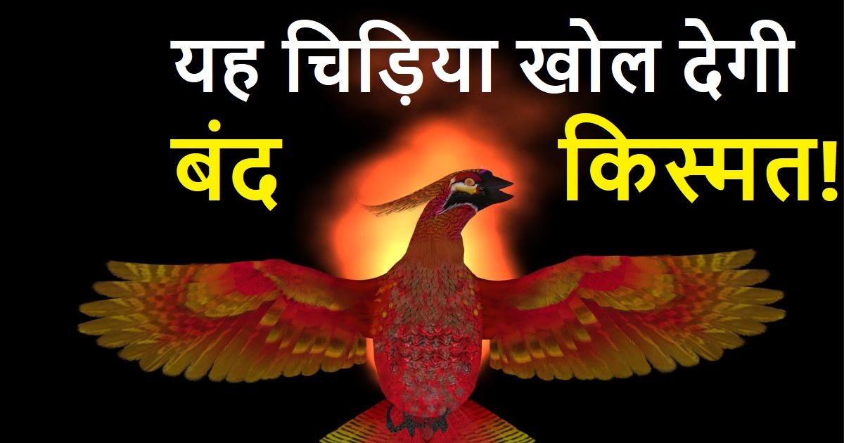 Phoenix Feng Shui: घर में लगाएं इस चिड़िया की तस्वीर, खुल जाएंगे बंद ...
