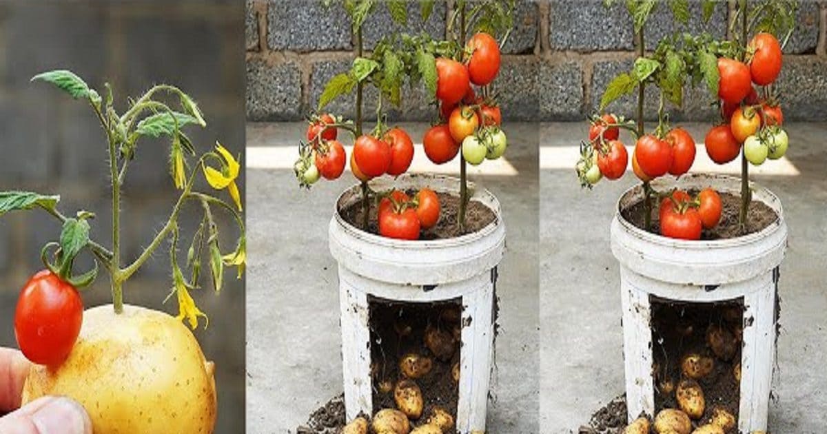 किसान ने करवाया आलू-टमाटर का मिलन, पैदा करवाया पोमेटो, सब्जी देख लोग ...