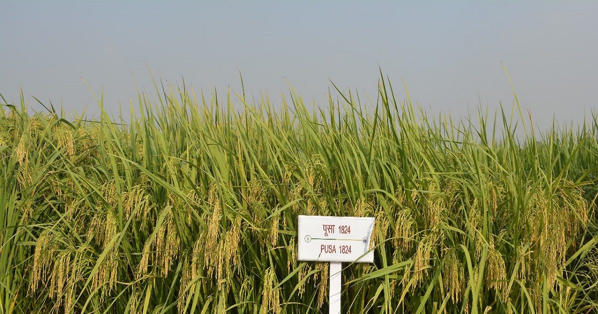 धान का चमत्कारी बीज, फसल पकने में लगेगा कम टाइम, प्रदूषण की समस्या का ...