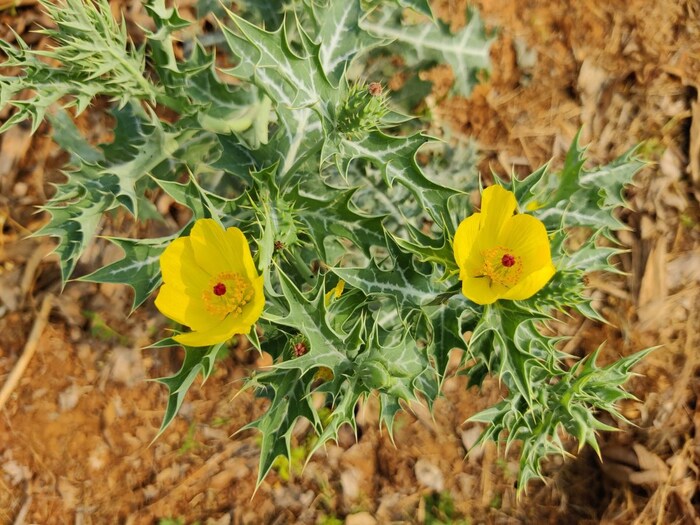 नाम से सत्य का नाश करने वाला पर काम से इंसानों के लिए वरदान, मामूली ...