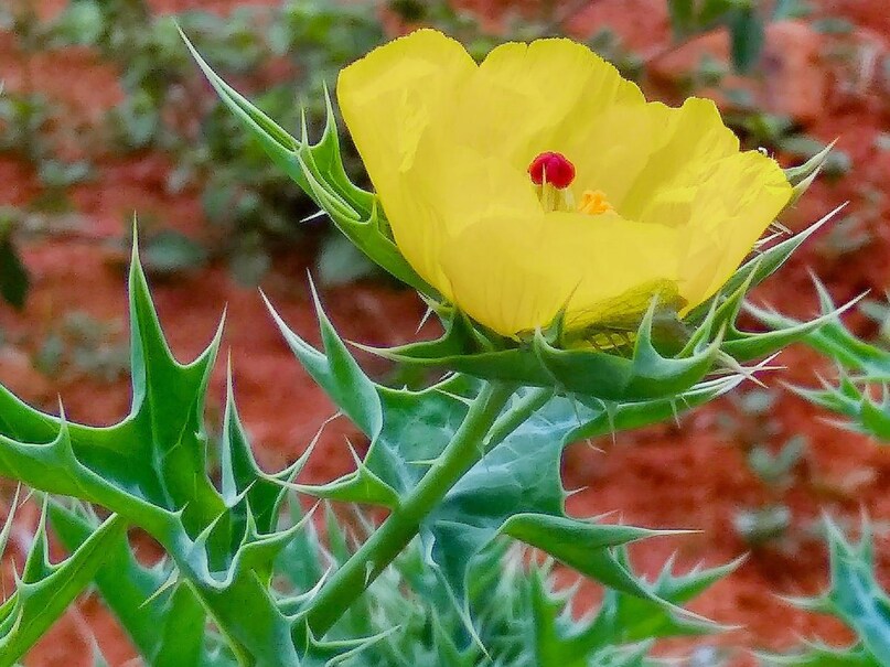 नाम से सत्य का नाश करने वाला पर काम से इंसानों के लिए वरदान, मामूली बीमारी कौन कहे, कैंसर को भी ...