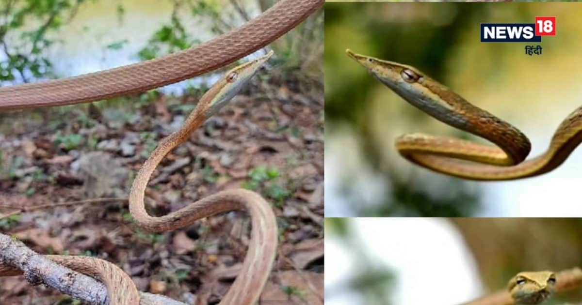 Unique Snake: पहली बार पहाड़ियों में नजर आया दुर्लभ सांप, अपनी अनोखी ...