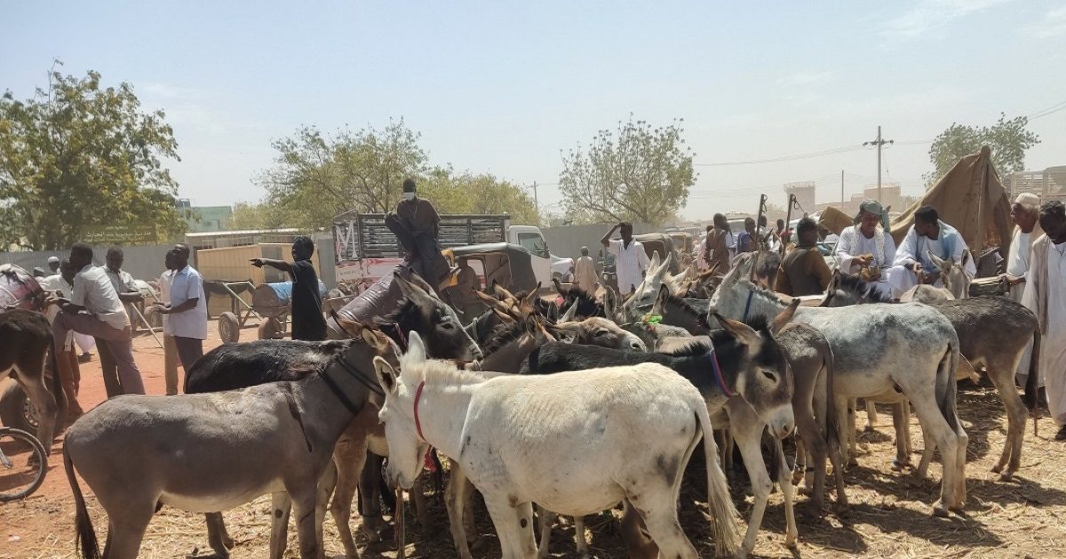 what is ejiao product driving demand for donkey skins contributed to ...