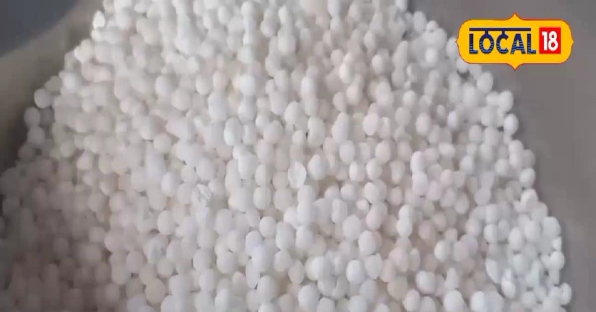 Sago is a boon for health, it is rich in protein, fiber and calcium ...