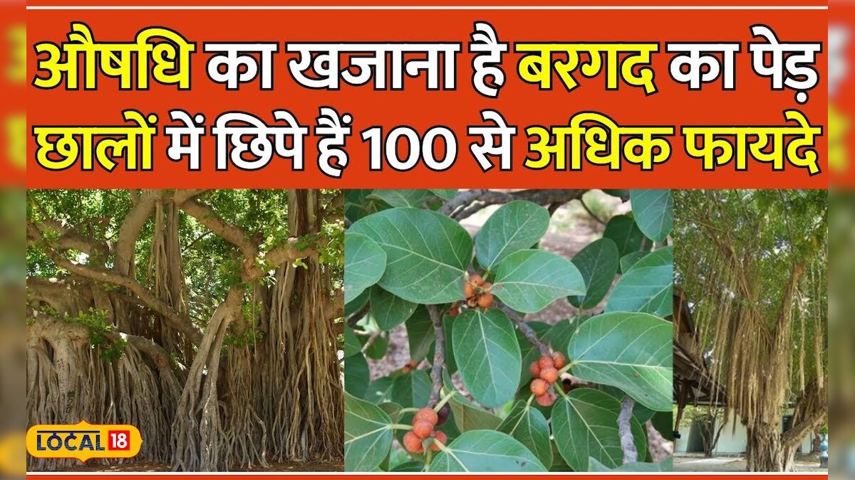 Banyan Tree Benefits: इस पौधे की छाल है बीमारियों के लिए वरदान | Health ...