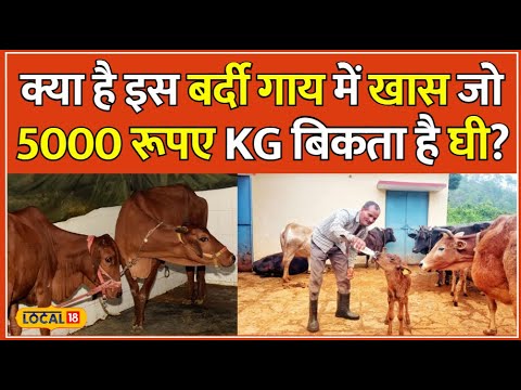 Uttarakhand Badri Cow: कौन है ये पहाड़ो की कामधेनु गाय और क्या है इसकी ...