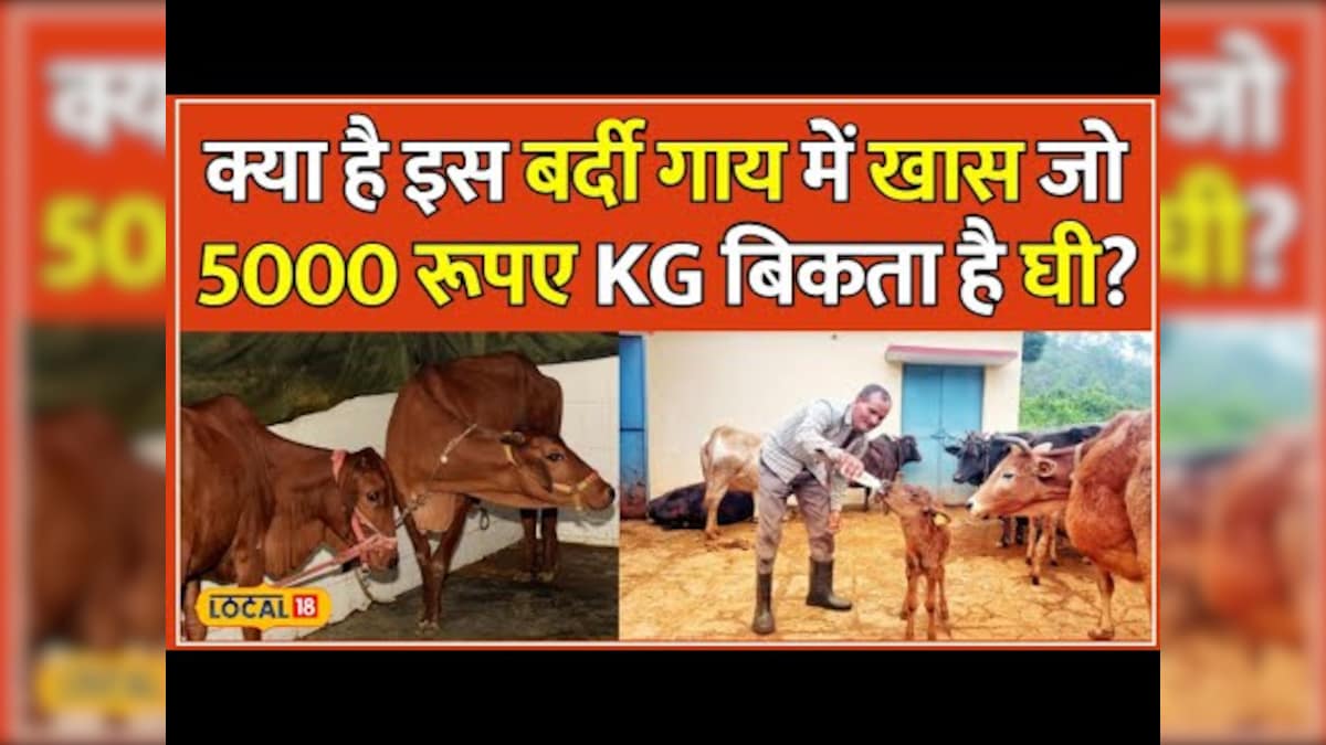 Uttarakhand Badri Cow: कौन है ये पहाड़ो की कामधेनु गाय और क्या है इसकी ...