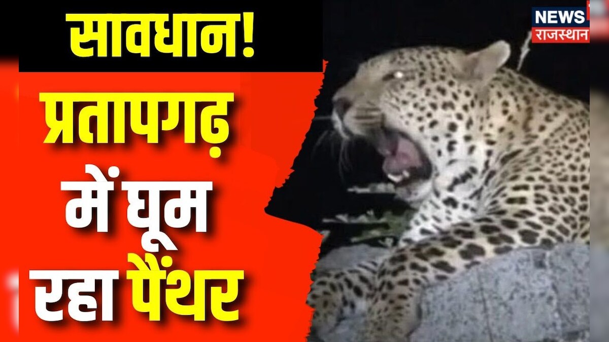 Rajasthan News: सावधान!, Pratapgarh में घूम रहाPanther! | Panther Viral Video | Breaking News ...