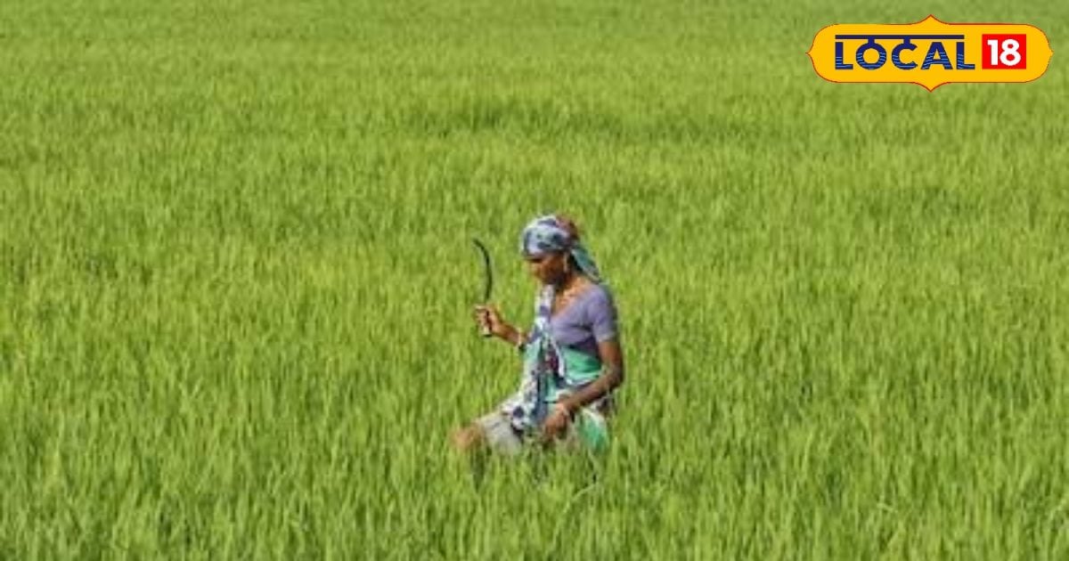 Integrated Farming System - News18 हिंदी