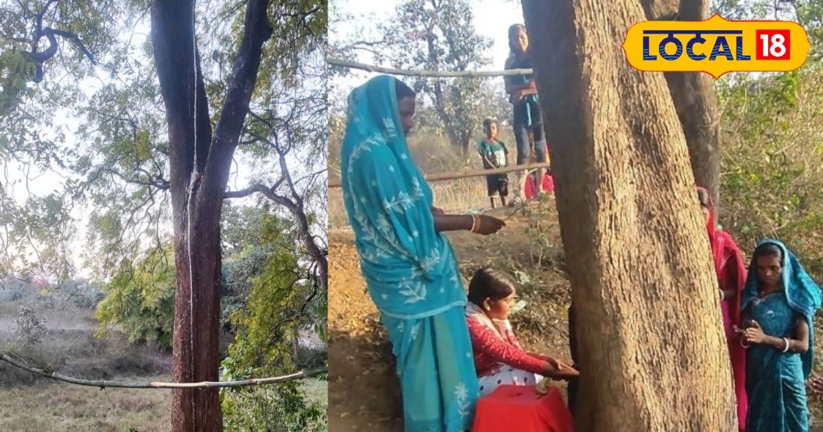 Mysterious Nem tree believed to Be Goddess in Bokaro - News18 हिंदी
