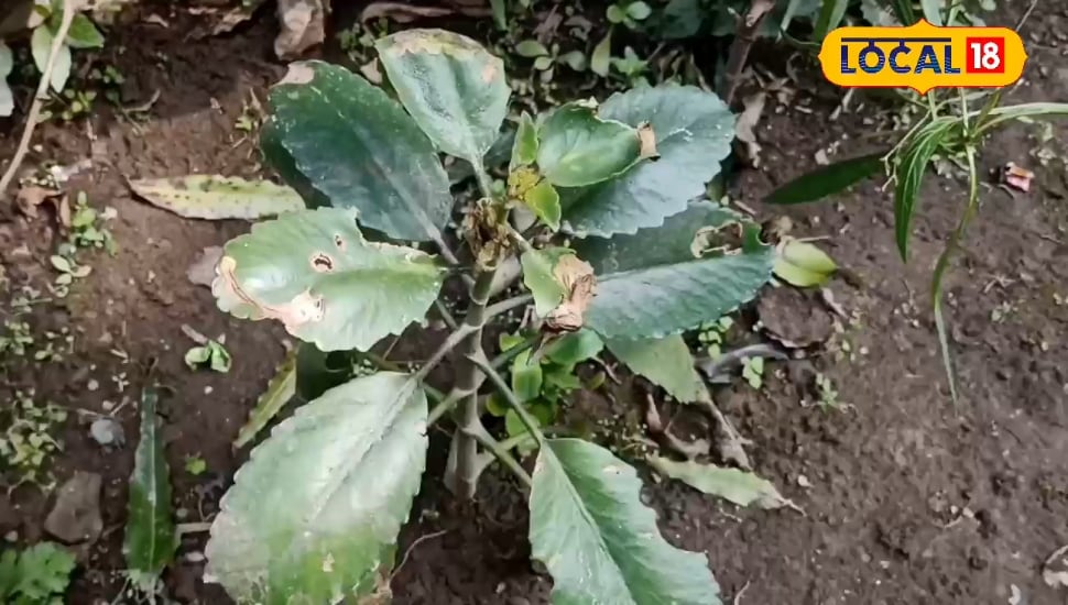 know the amazing health benefits of patharchatta