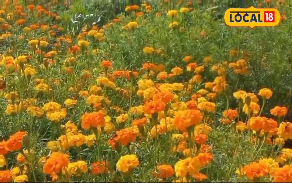 Farmers are turning towards flower farming in Kannauj, getting good profits