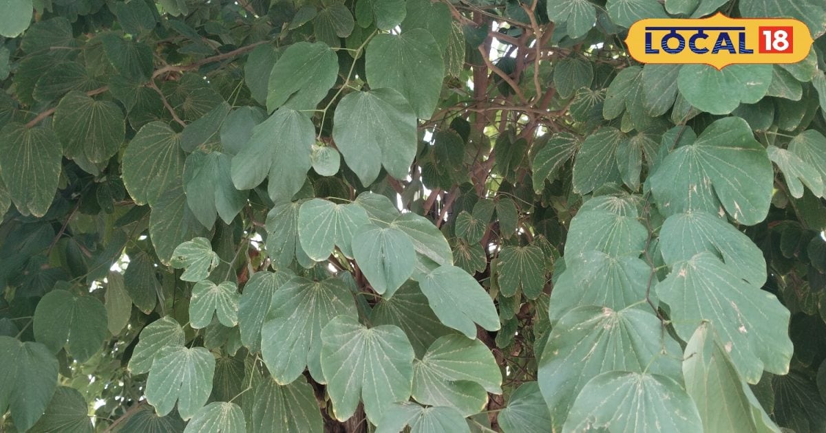 Gift of God on Earth, Kachnar tree is nectar panacea for various ...