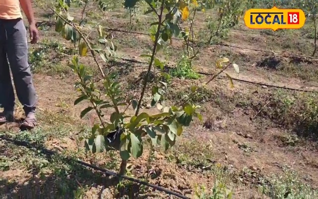 You can earn a lot from this variety of guava, the fruit weighs up to ...