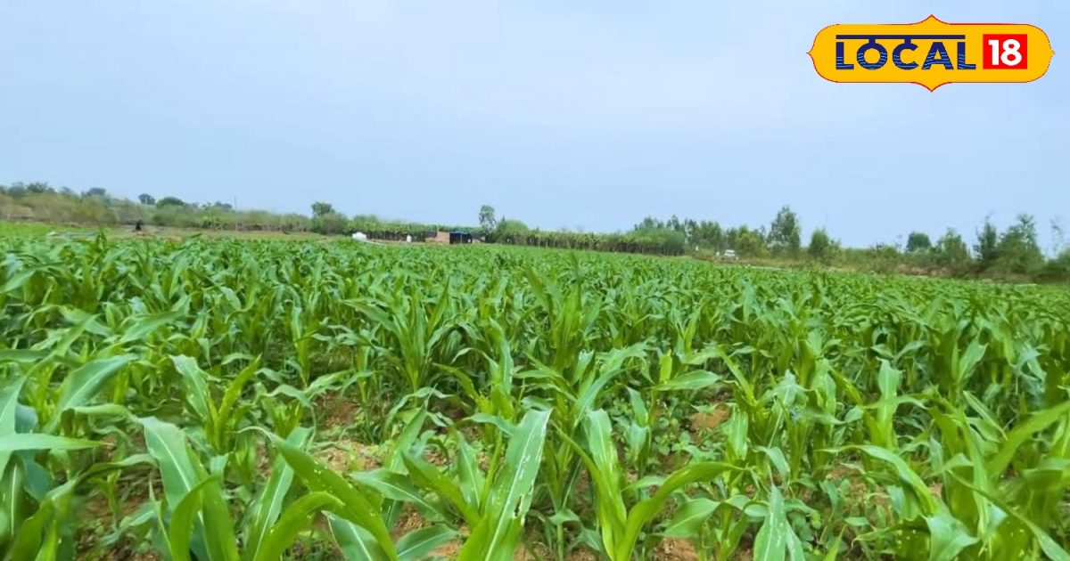 After potatoes, maize crop will be grown in the fields, you will become ...