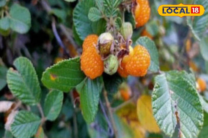 These 5 pahadi fruits are rich in fiber and vitamin providing many ...