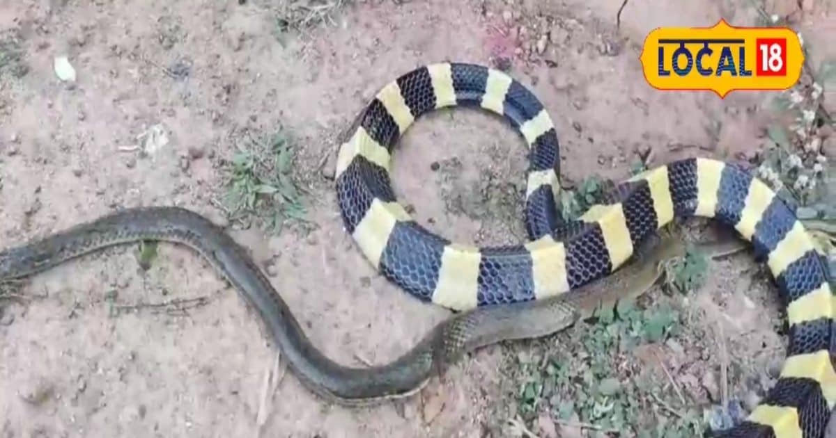 on-the-day-of-mahashivratri-ahiraj-the-king-of-snakes-appeared-in ...