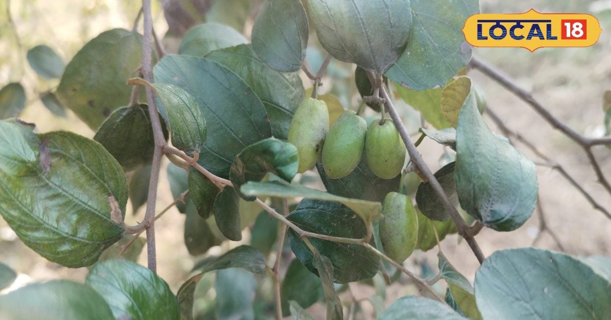 Plum fruit and leaves are helpful in curing various diseases. - News18 ...