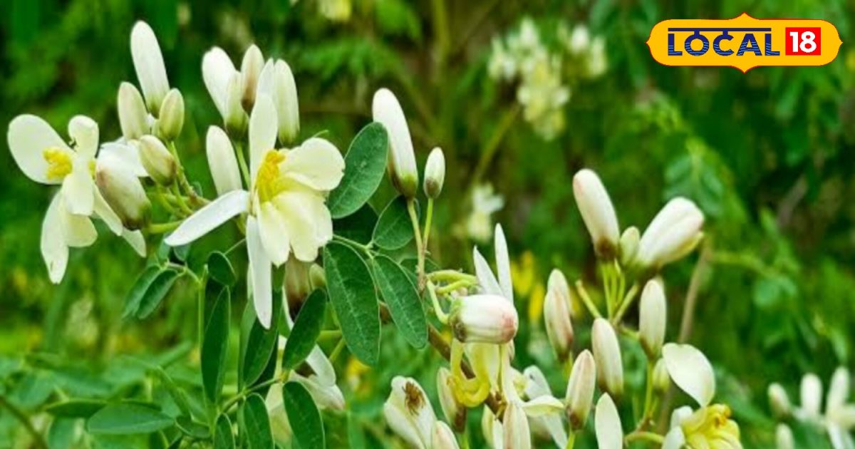 Moringa flower has medicinal properties - News18 हिंदी