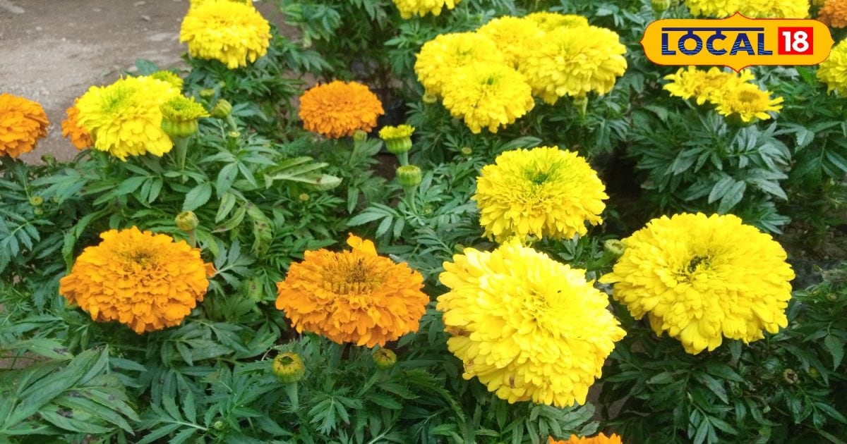 Marigold flower is a panacea for many diseases - News18 हिंदी