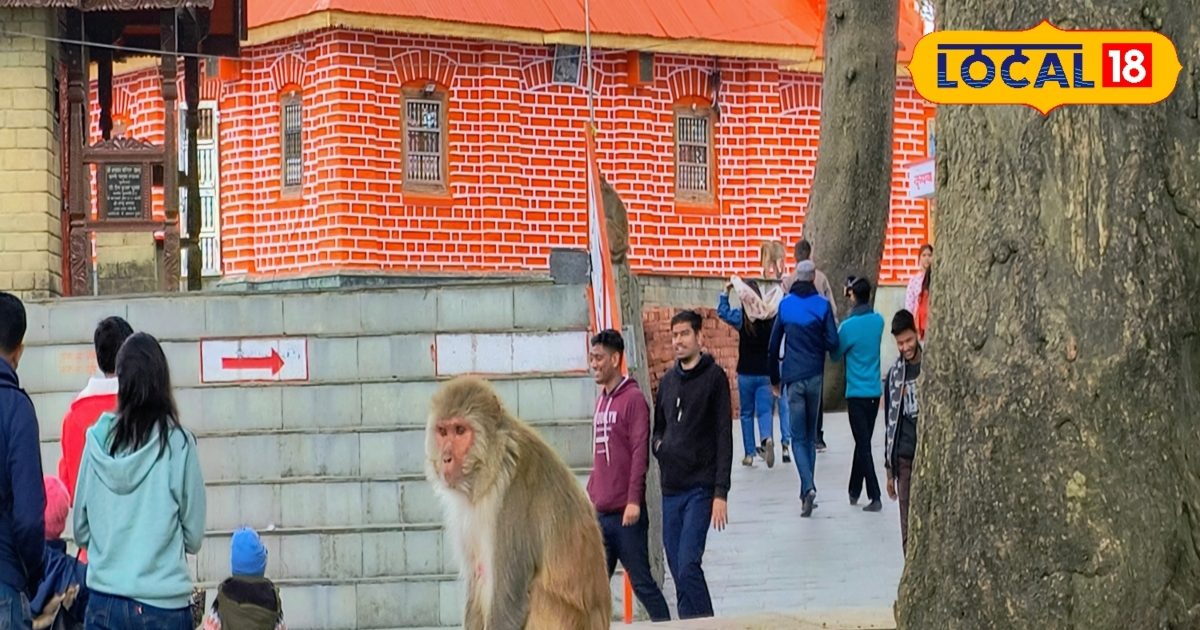The-history-of-presence-of-monkeys-in-large-numbers-in-Shimla-is ...