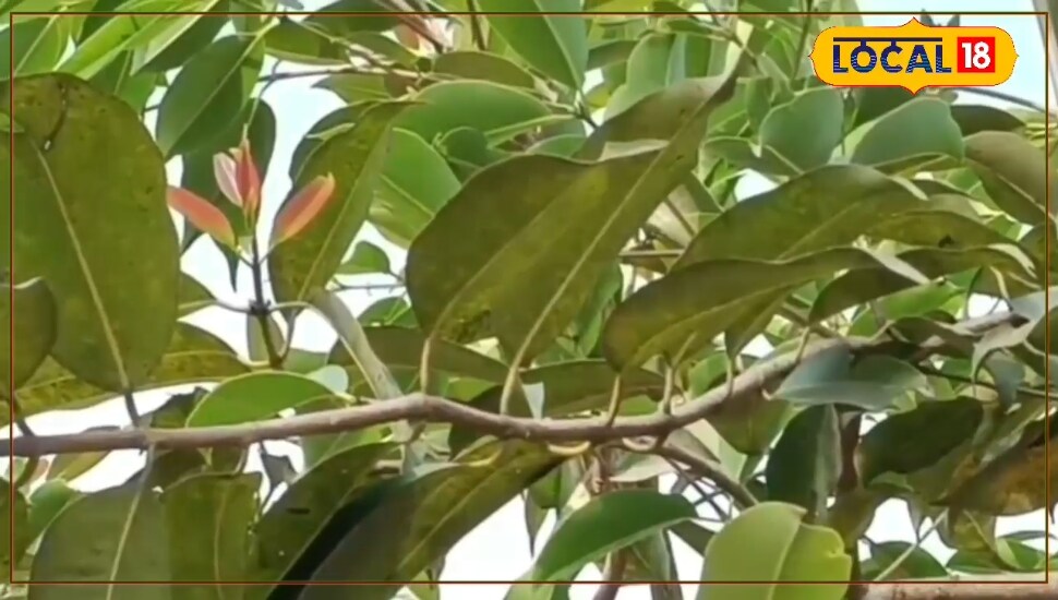 This tree works as a panacea for eyesight and diabetes. - News18 हिंदी