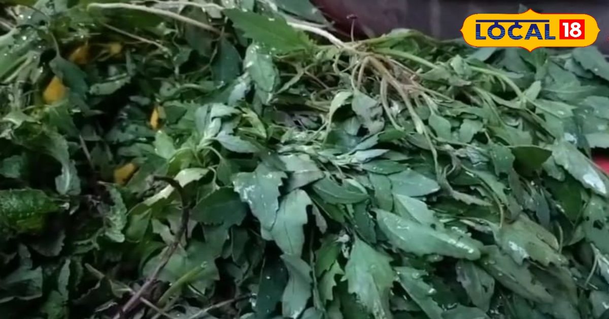 पहाड़ों में मिलने वाले 'भेत्तू' के गजब फायदे, पीरियड्स की तकलीफ करें ...