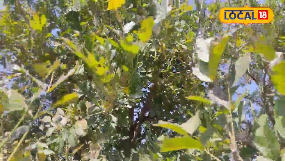 This green looking plant is full of medicinal properties and has ...