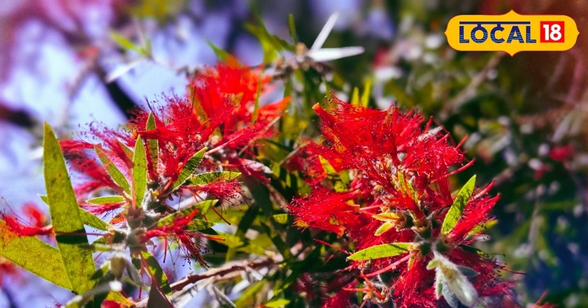 Amazing! This tree flowers once a year, looks strange and provides ...
