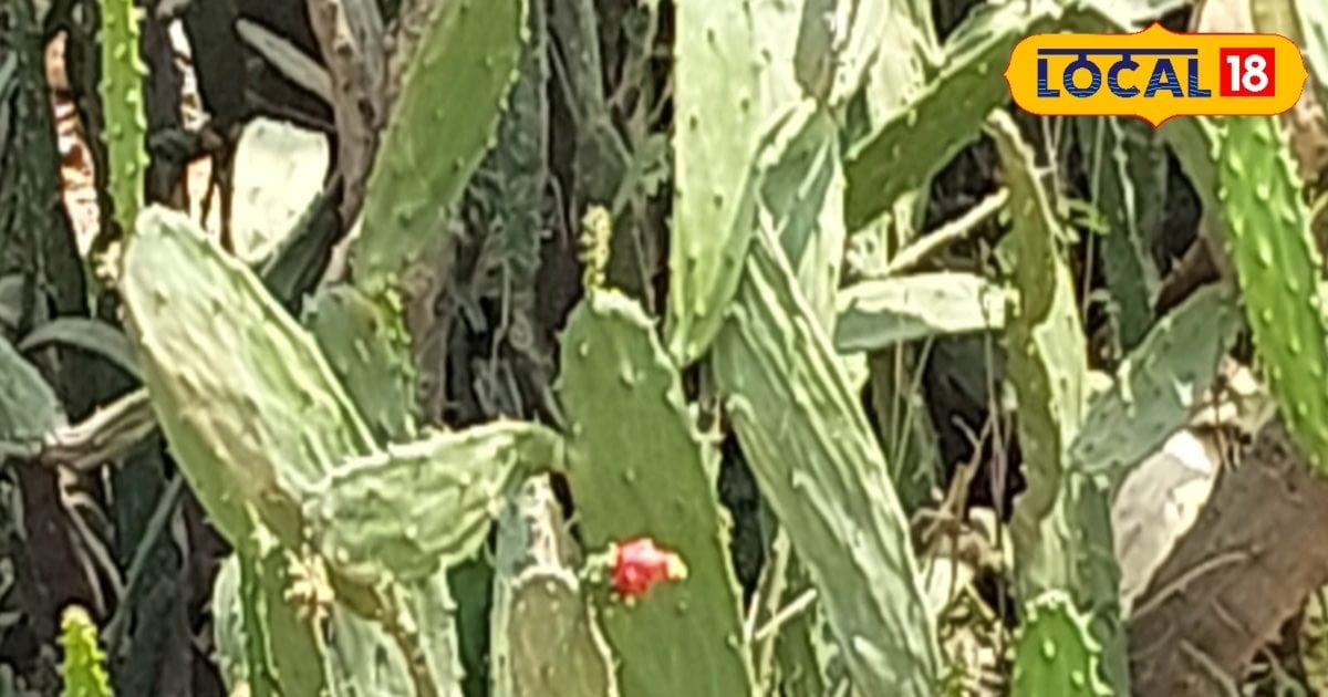 This thorny medicinal plant is a boon for body pain it will give relief ...