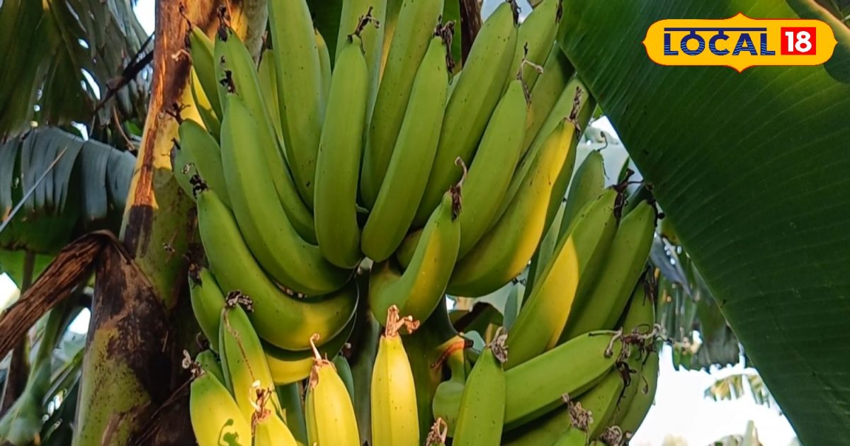 कच्चे केले खाने से भी मिलते हैं गजब के फायदे! डायबिटीज के लिए रामबाण, ऐसे करें सेवन-eating-raw ...