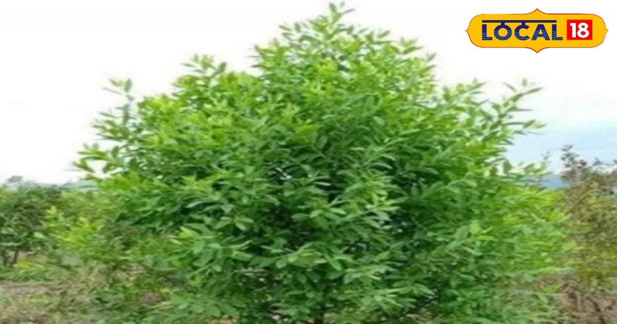 किसी संजीवनी से कम नहीं है इस दुर्लभ पेड़ की लकड़ी और पत्तियां, जानें ...