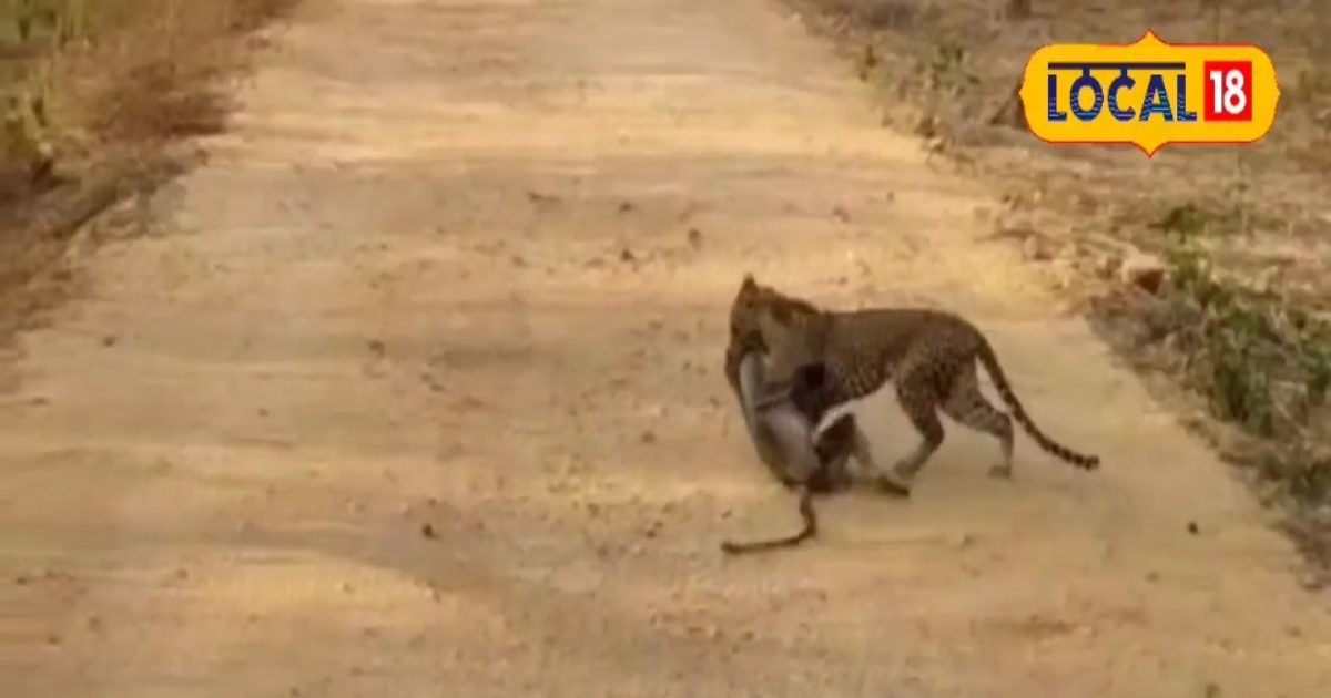 rare unseen video amazing leopard langur hunting comice tourists-पलक ...