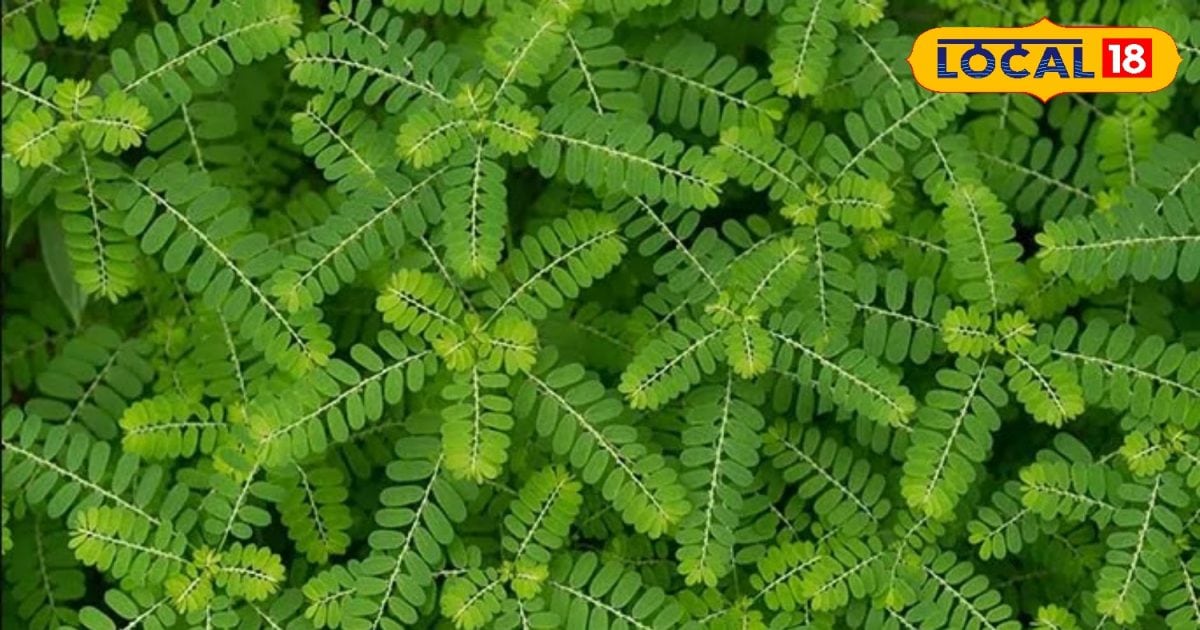 awala khane ke fayde 5 amazing health benefits of awala