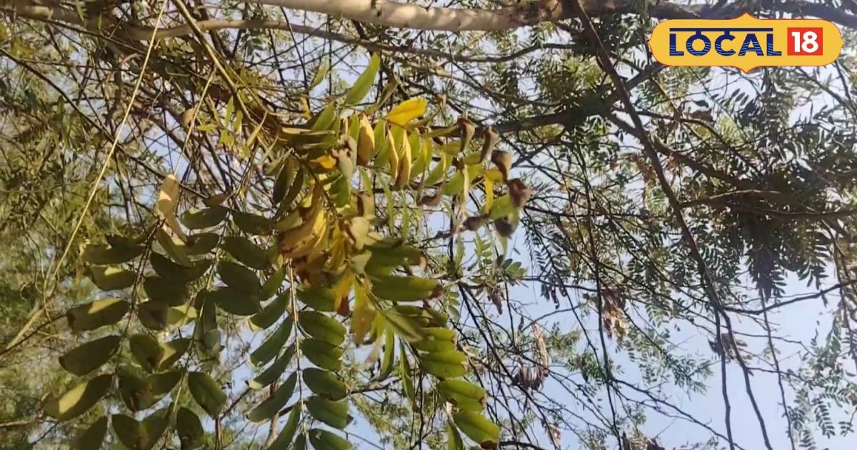 superb health benefits of shirish tree along with medicinal properties
