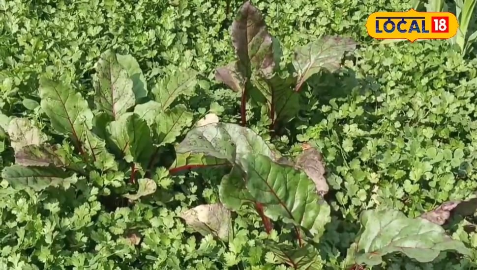 business idea know how to do multilayer farming you can cultivate many ...