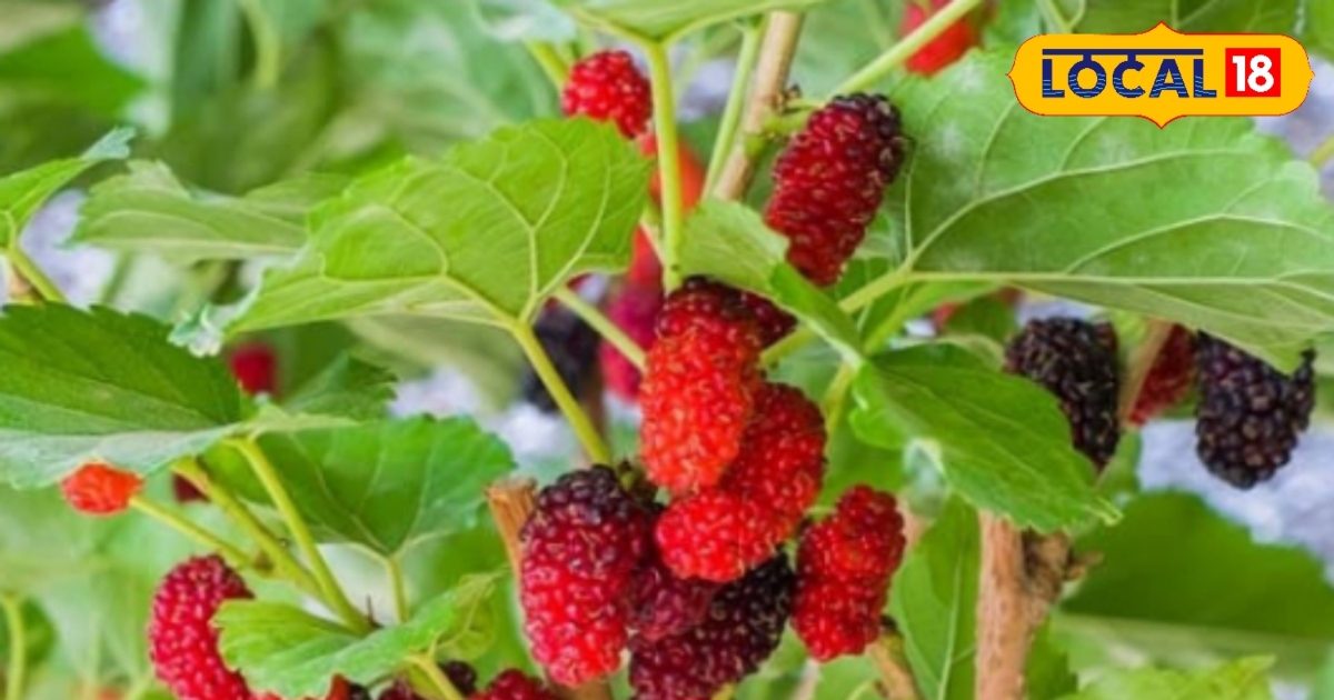 fruits are no less than a boon for health, definitely include them in ...