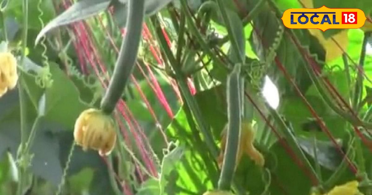 Through this scheme, good quality seeds of Zaid crops, - News18 हिंदी