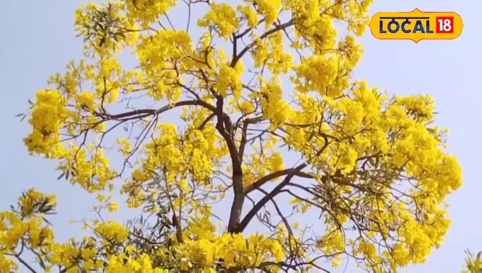 These golden flowers bloom only for 5 days in a year Sagar was brought ...