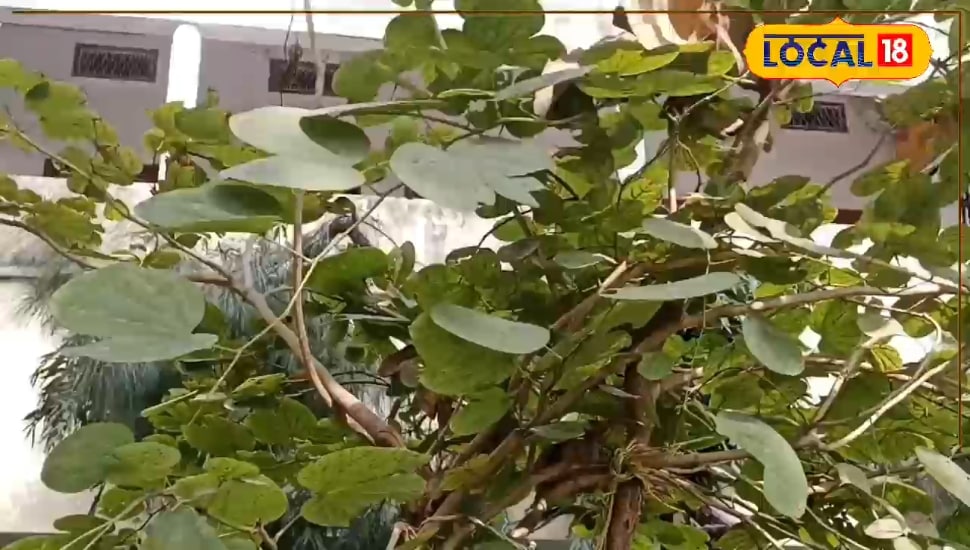This song started from this raw bud Kachnar tree, this tree also has a ...